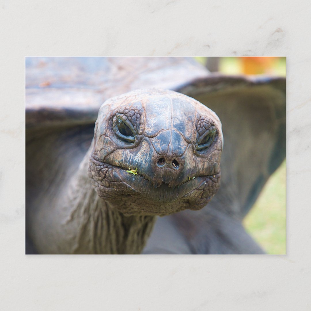 Curious turtle postcard | Zazzle