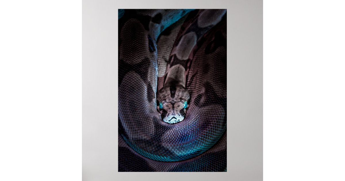 CURLED BOA CONSTRICTOR POSTER | Zazzle