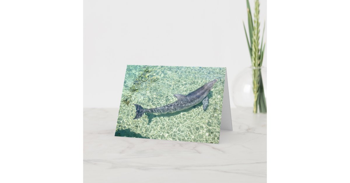 Curved Dolphin Underwater Thank You Card | Zazzle