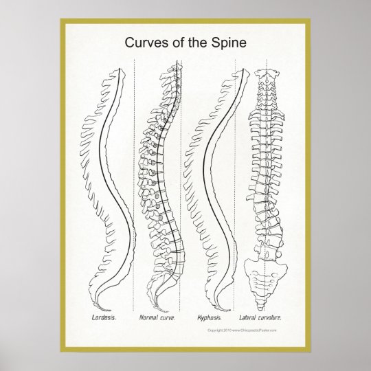 Curves of the Spine Poster Chiropractic | Zazzle.com