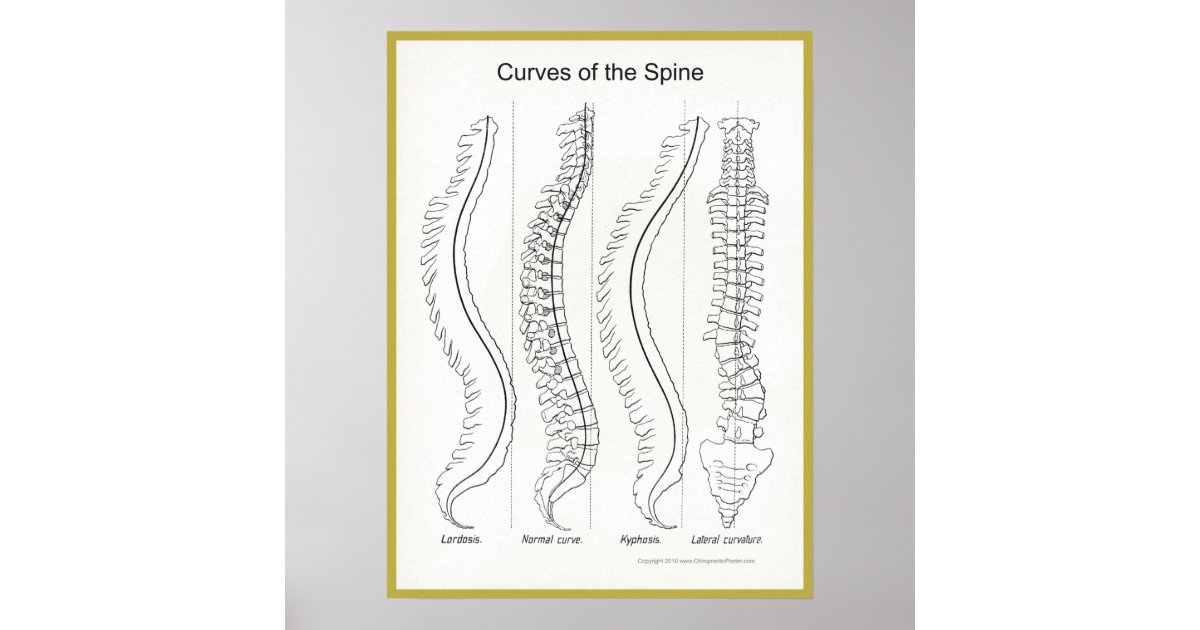 Curves of the Spine Poster Chiropractic | Zazzle