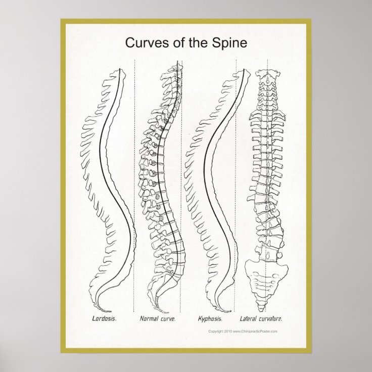 Curves of the Spine Poster Chiropractic | Zazzle