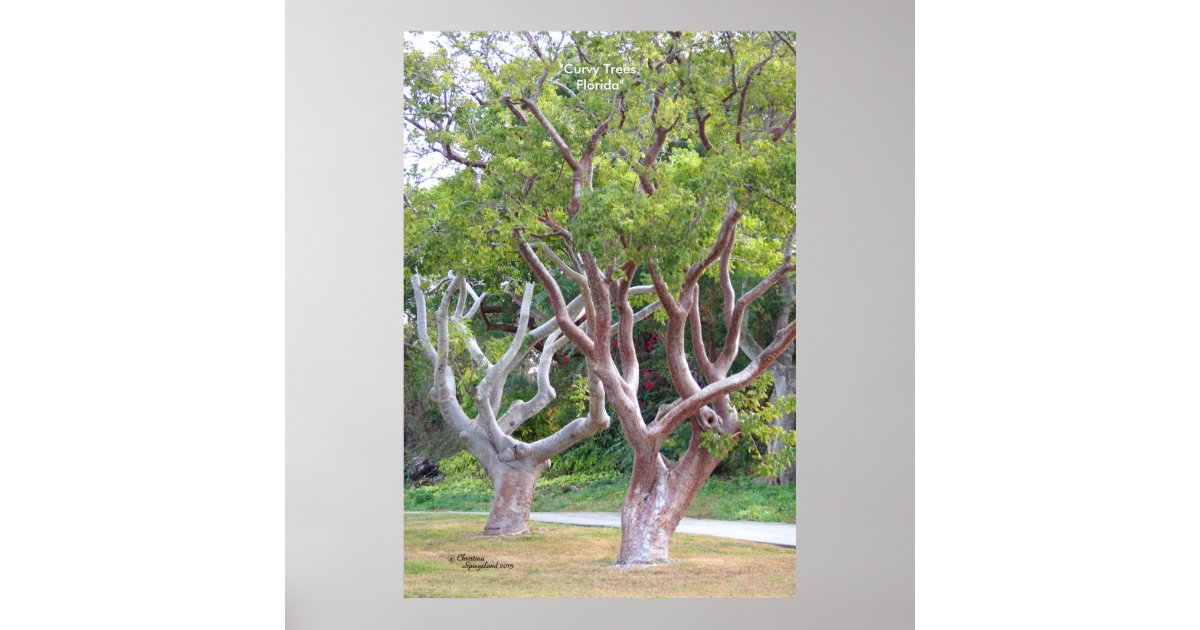 Curvy gumbo limbo trees forest Poster | Zazzle