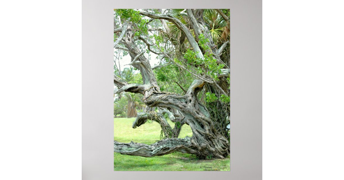 Curvy live living Oak tree Poster | Zazzle