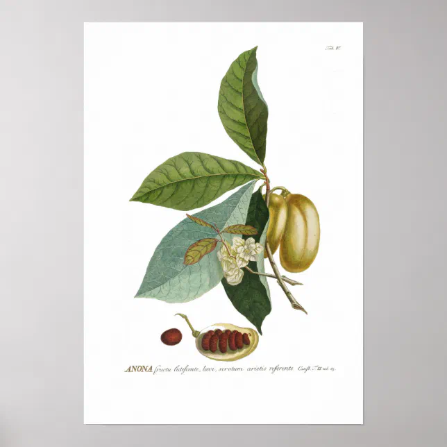 Custard apple poster | Zazzle