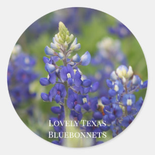 Bluebonnet Stickers | Zazzle