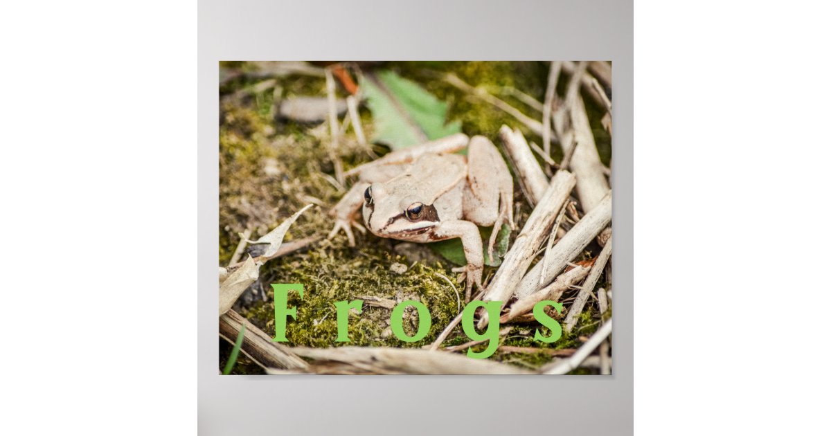 Custom "Frogs" Amphibians Wood Frog Poster | Zazzle