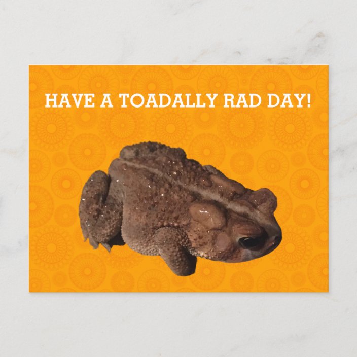 Custom Message Orange American Toad Photo Postcard | Zazzle.com