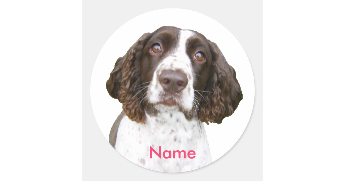 Custom Name English Springer Spaniel Stickers | Zazzle