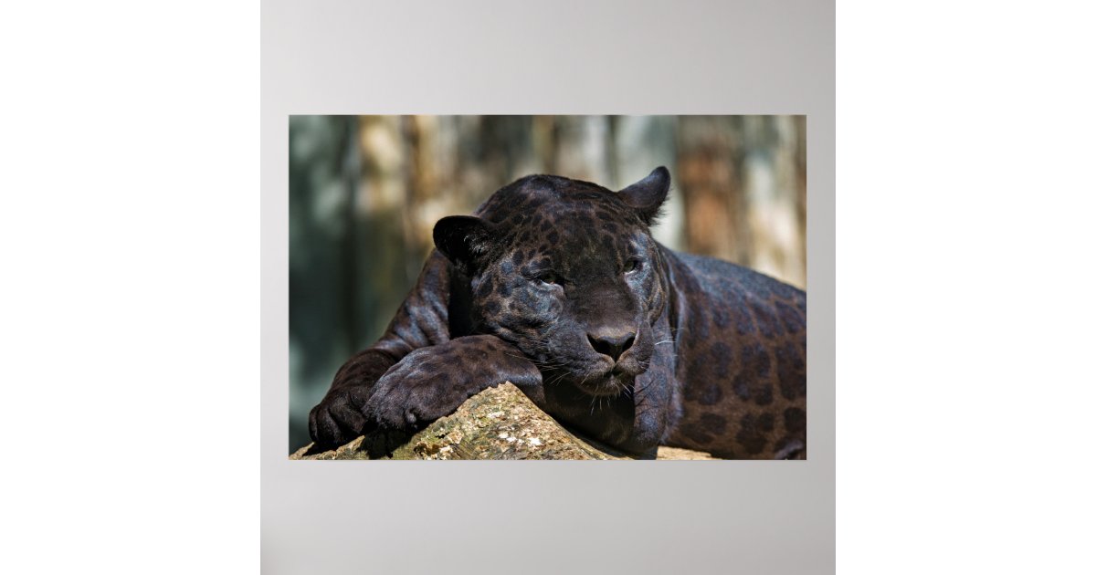 Custom Panther Poster 24" x 16" | Zazzle
