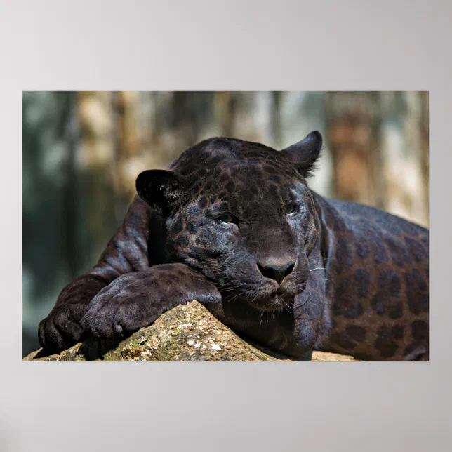 Custom Panther Poster 24" x 16" | Zazzle