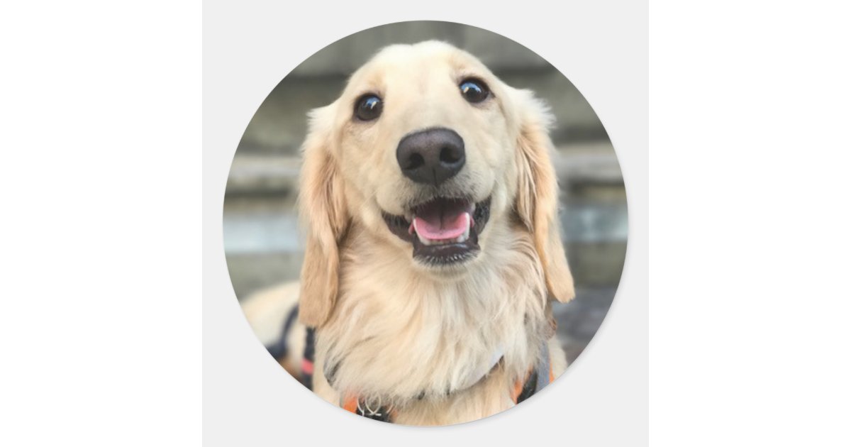 Custom Pet Cute Dog Photo Classic Round Sticker | Zazzle