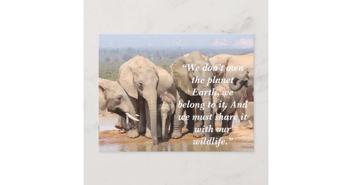 Custom Slogan/Conservation Elephant Social Holiday Postcard | Zazzle