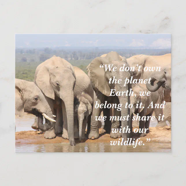 Custom Slogan/Conservation Elephant Social Holiday Postcard | Zazzle