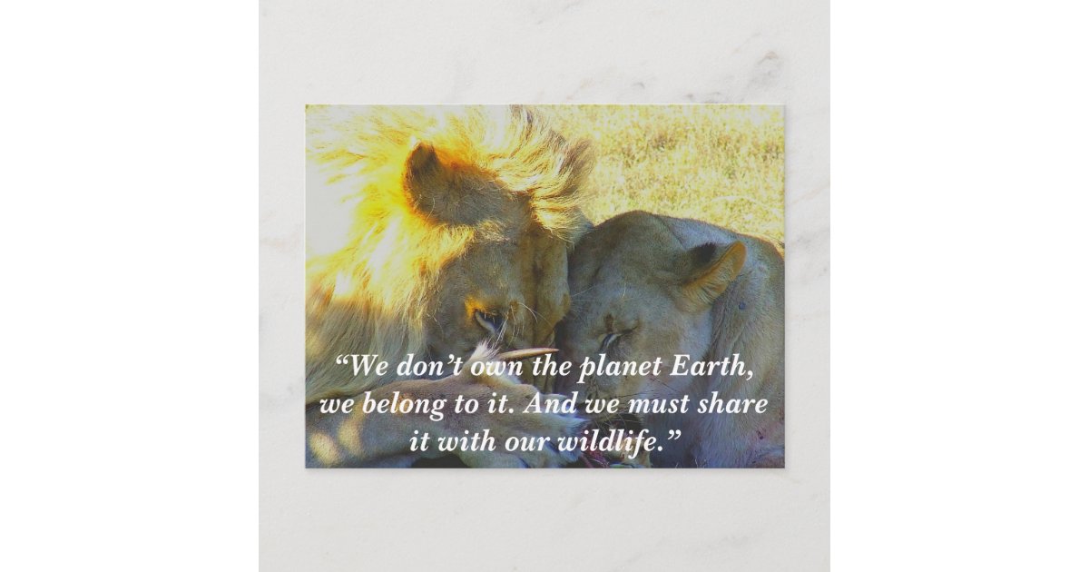 Custom Slogan/Conservation Lion Feast Holiday Postcard | Zazzle