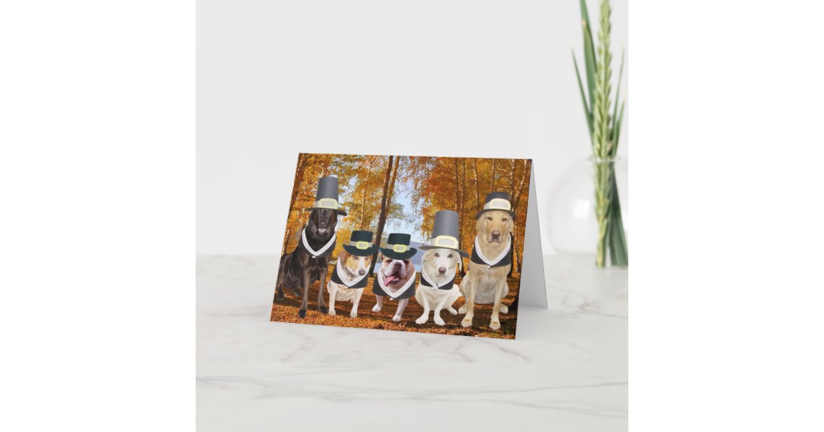 Customizable Funny Dog Pilgrims Thanksgiving Card | Zazzle