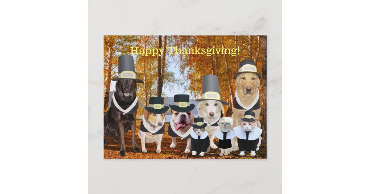 Customizable Funny Pilgrim Dogs Thanksgiving Post Holiday Postcard | Zazzle