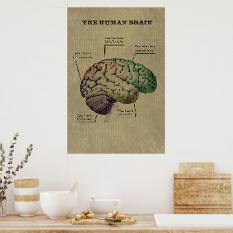 Customizable Human Brain Poster, edit the 5 labels Poster | Zazzle