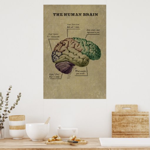 Customizable Human Brain Poster, edit the 5 labels Poster | Zazzle