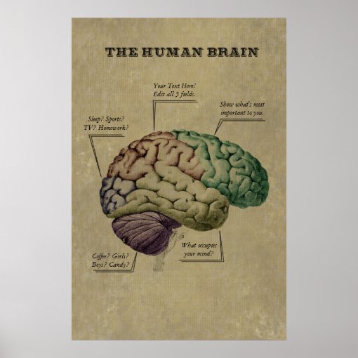 Customizable Human Brain Poster, edit the 5 labels Poster | Zazzle