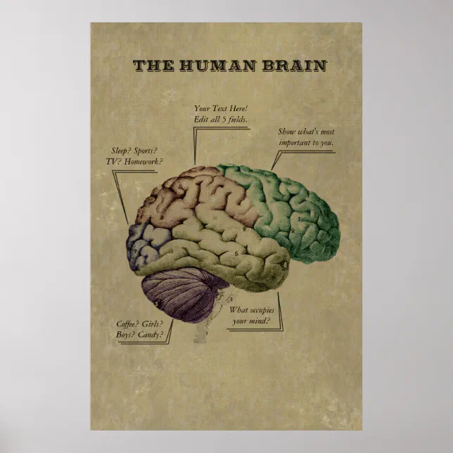 Customizable Human Brain Poster, edit the 5 labels Poster | Zazzle