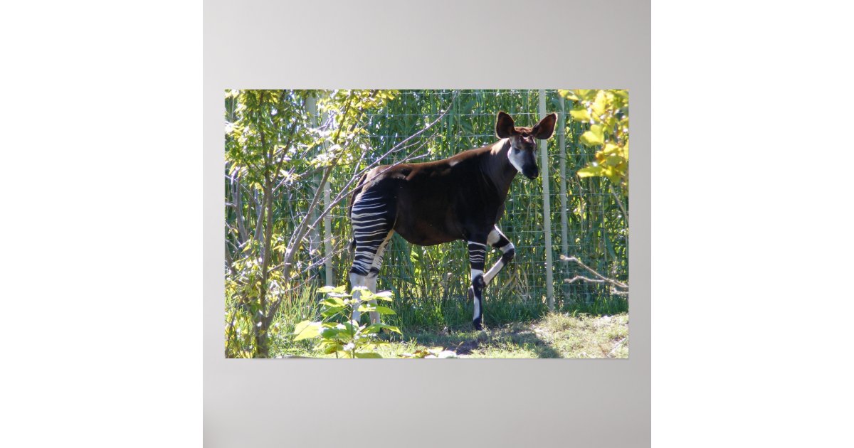 Customizable Okapi Poster | Zazzle