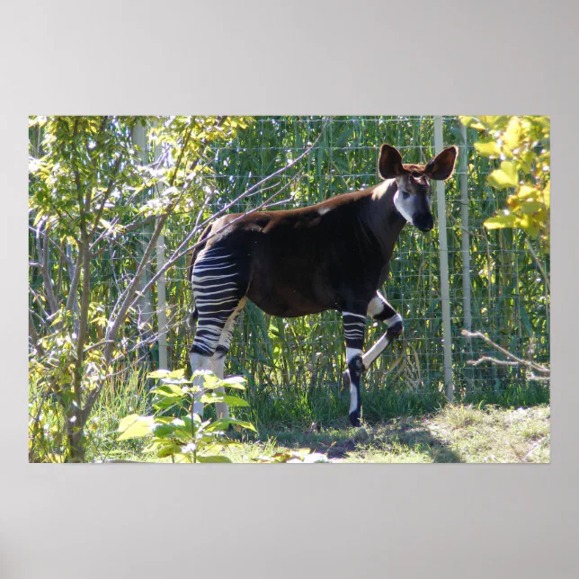 Customizable Okapi Poster | Zazzle