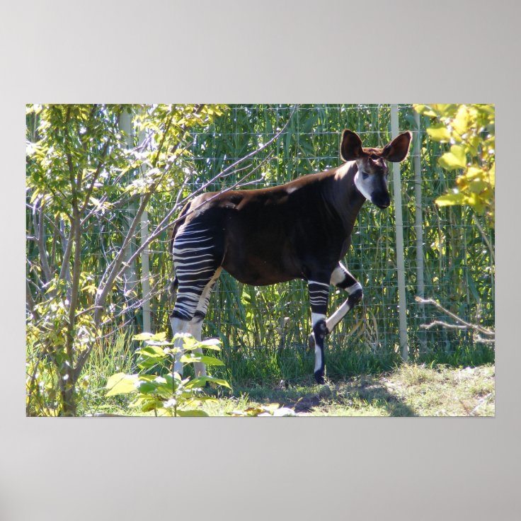 Customizable Okapi Poster | Zazzle