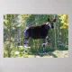 Customizable Okapi Poster | Zazzle