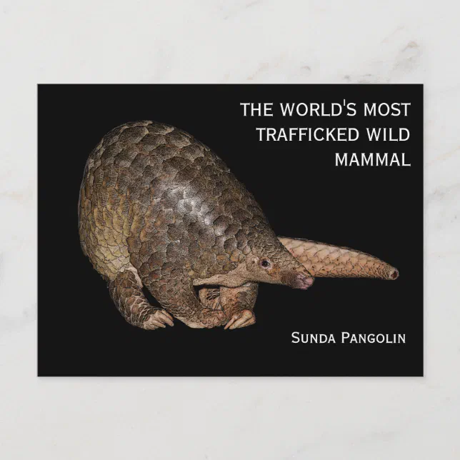 Customizable Sunda Pangolin Postcard | Zazzle
