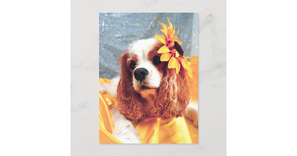 Customize / Personalize Cavalier, Dog Photo Postcard | Zazzle