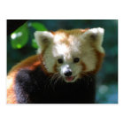Red panda postcard | Zazzle.com