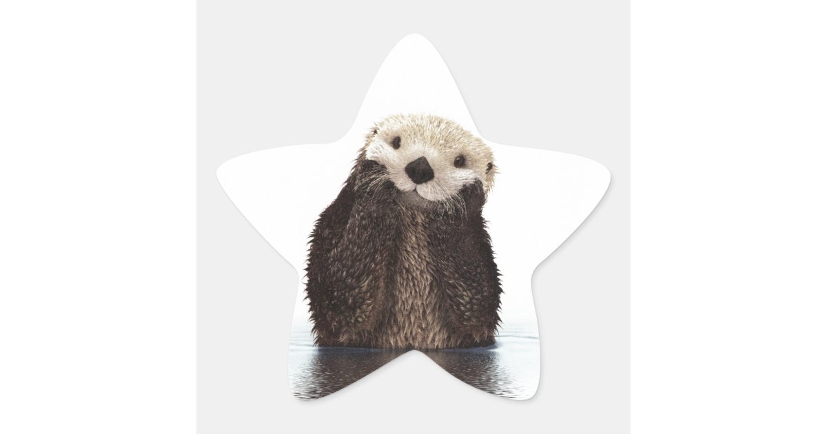 Cute Adorable Fluffy Otter Animal Star Sticker | Zazzle