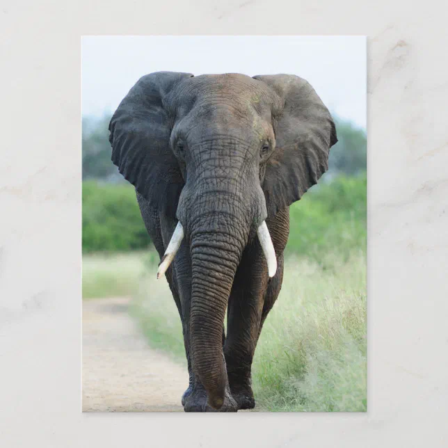 cute African Elephant Postcard | Zazzle