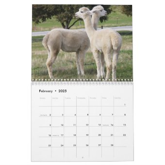 Cute Alpaca Calendar Fully Customizable | Zazzle