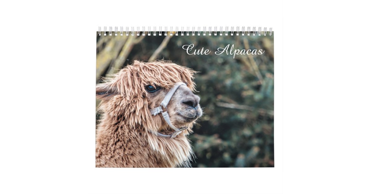 Cute Alpaca Calendar Fully Customizable | Zazzle.com