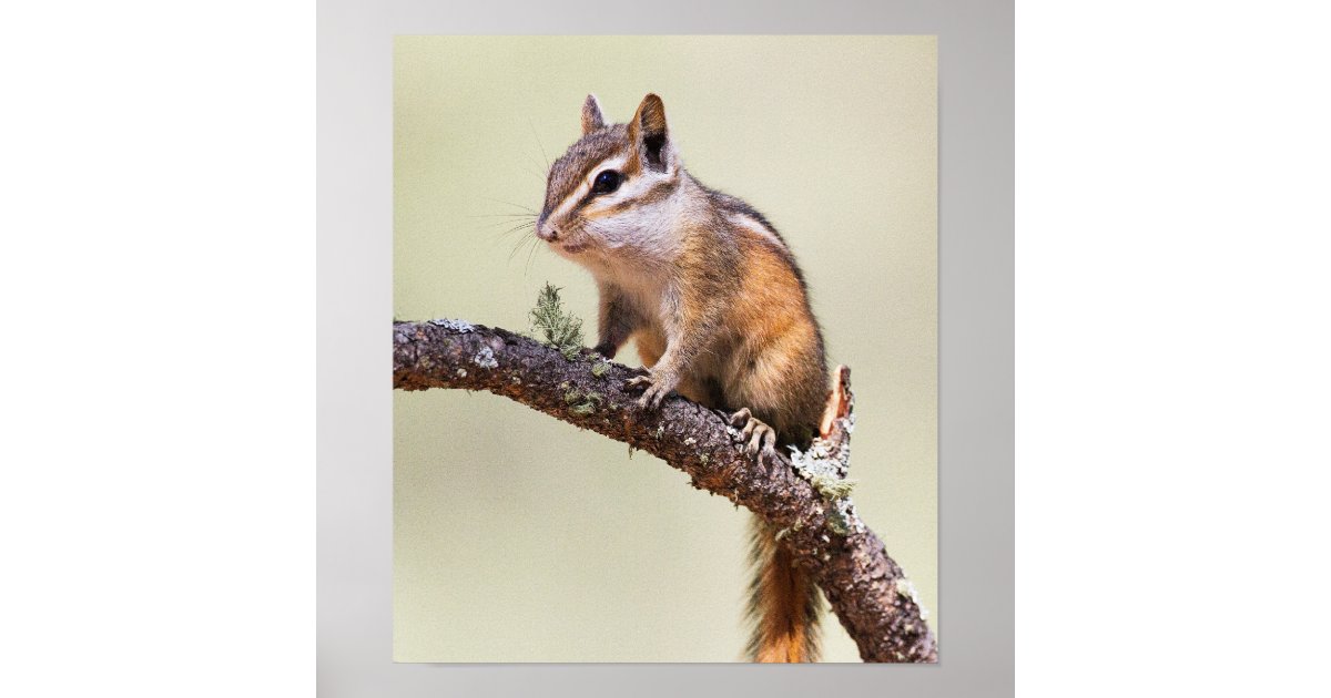 Cute and Chubby Chipmunk Poster | Zazzle