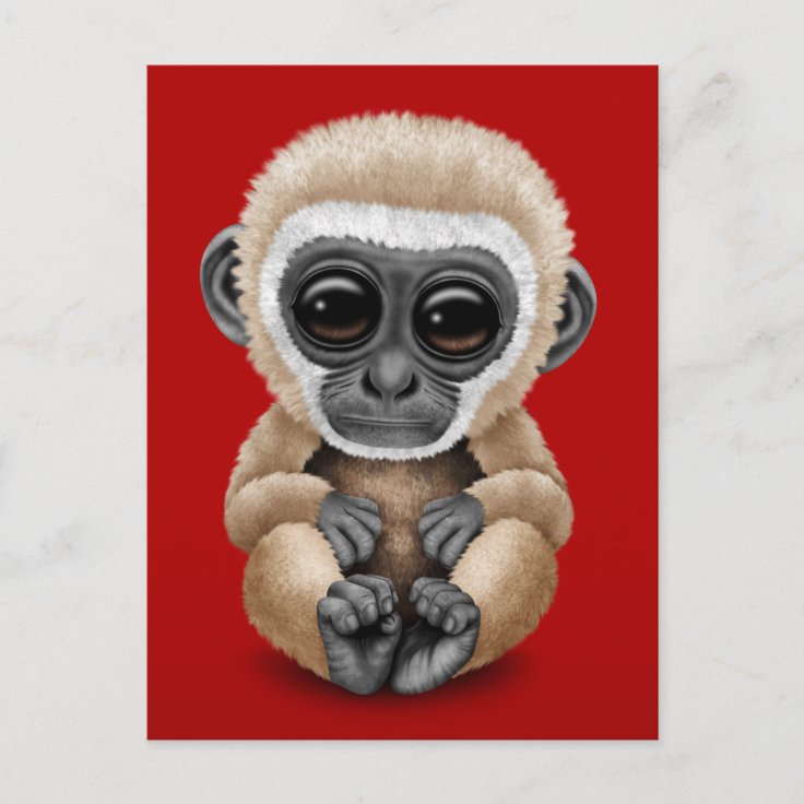 Cute and Curious Baby Gibbon on Red Postcard | Zazzle