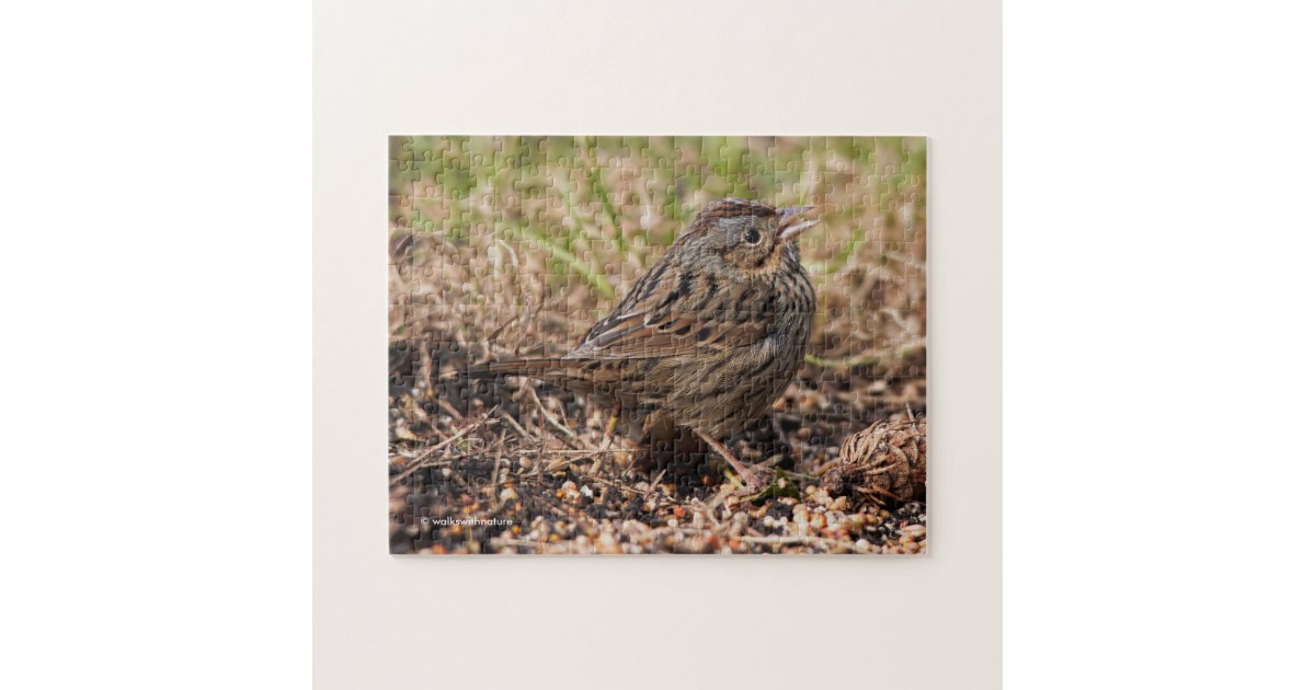 Cute and Spunky Lincoln's Sparrow Jigsaw Puzzle | Zazzle