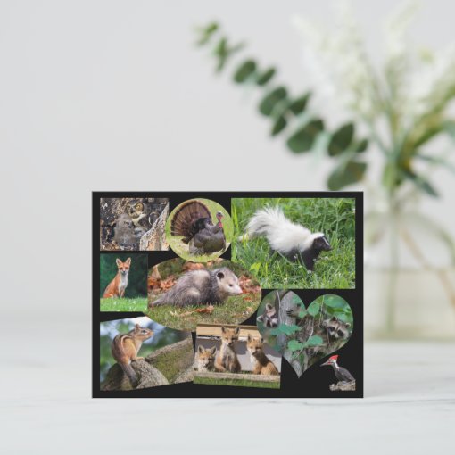 Cute Animals Postcard | Zazzle
