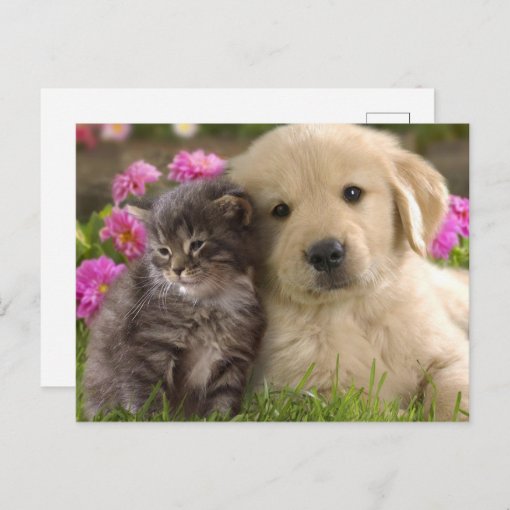 Cute Animals Postcard | Zazzle