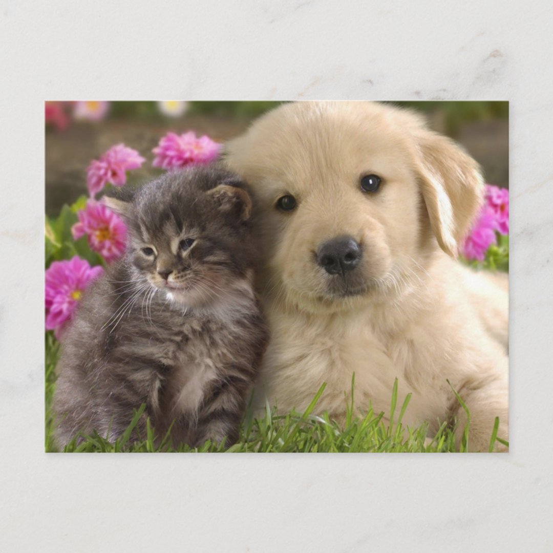 Cute Animals Postcard | Zazzle