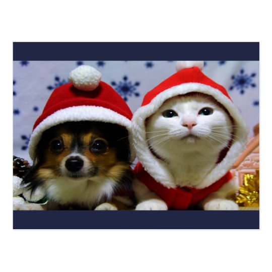 Cute Animals Postcard | Zazzle.com