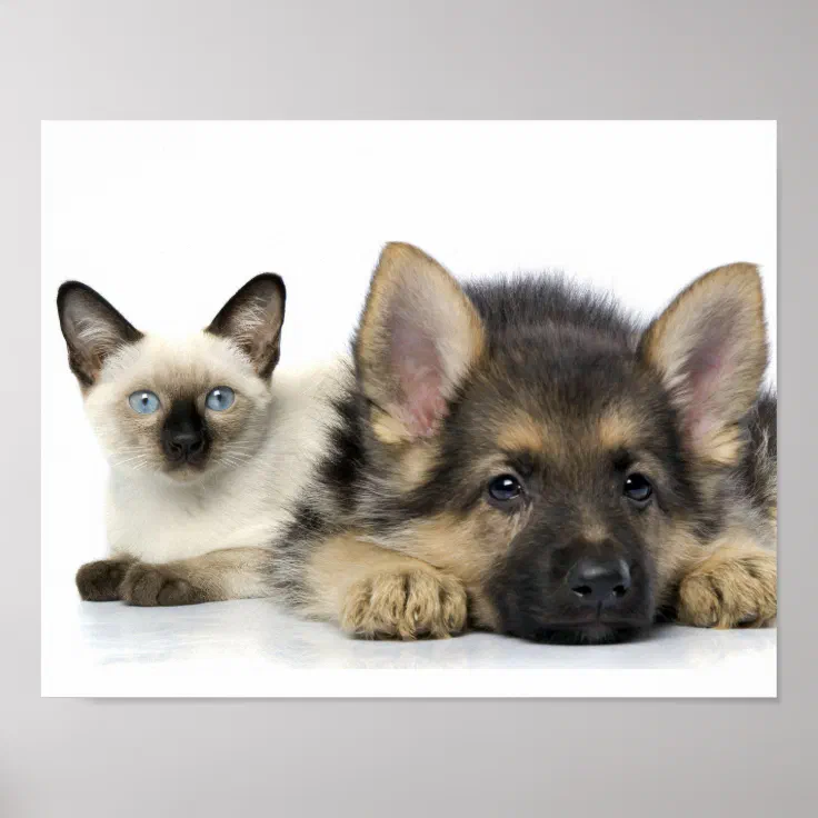 Cute Animals Poster | Zazzle