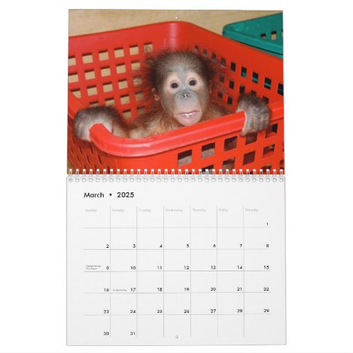 Cute Apes Orangutan Wildlife Calendar | Zazzle