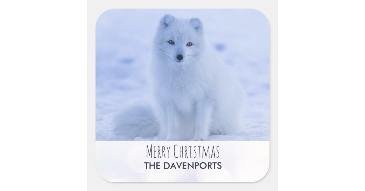 Cute Arctic Fox on Snow Merry Christmas Square Sticker | Zazzle
