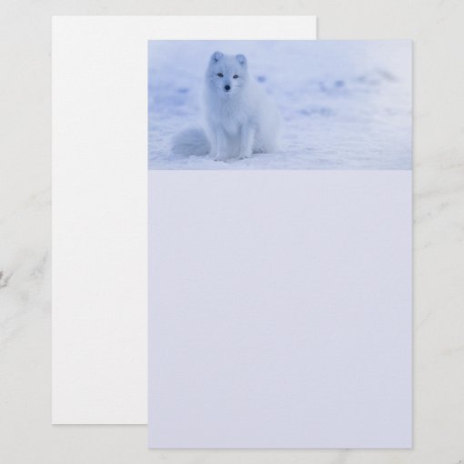 Cute Arctic Fox on Snowy Winter Background Stationery | Zazzle