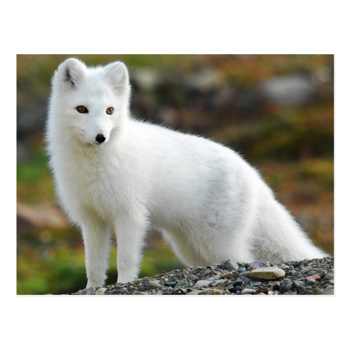 Cute Arctic Fox Postcard | Zazzle.com