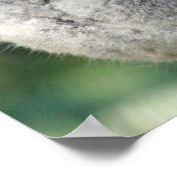 Cute Australian koala Poster | Zazzle