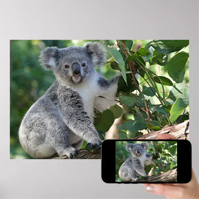 Cute Australian koala Poster | Zazzle